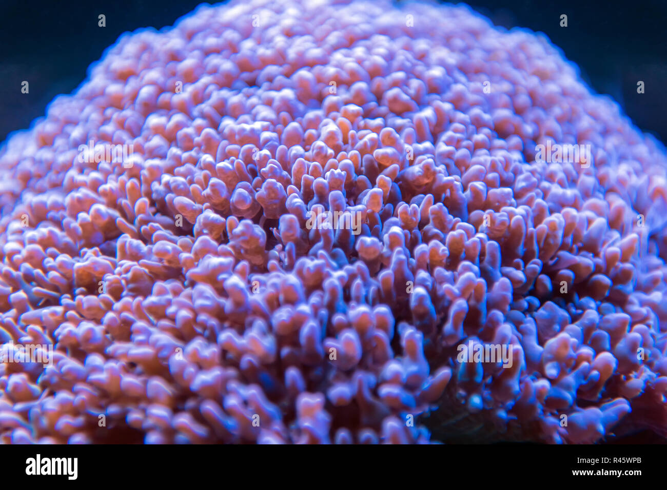 Great underwater world fish in aquarium Stock Photo - Alamy