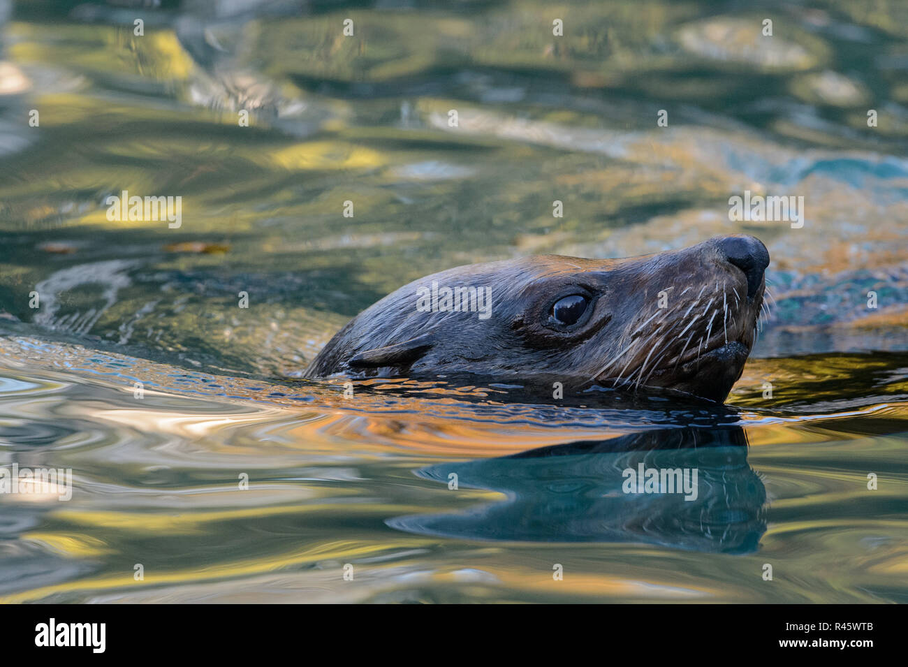 Kindchenschema hi-res stock photography and images - Alamy