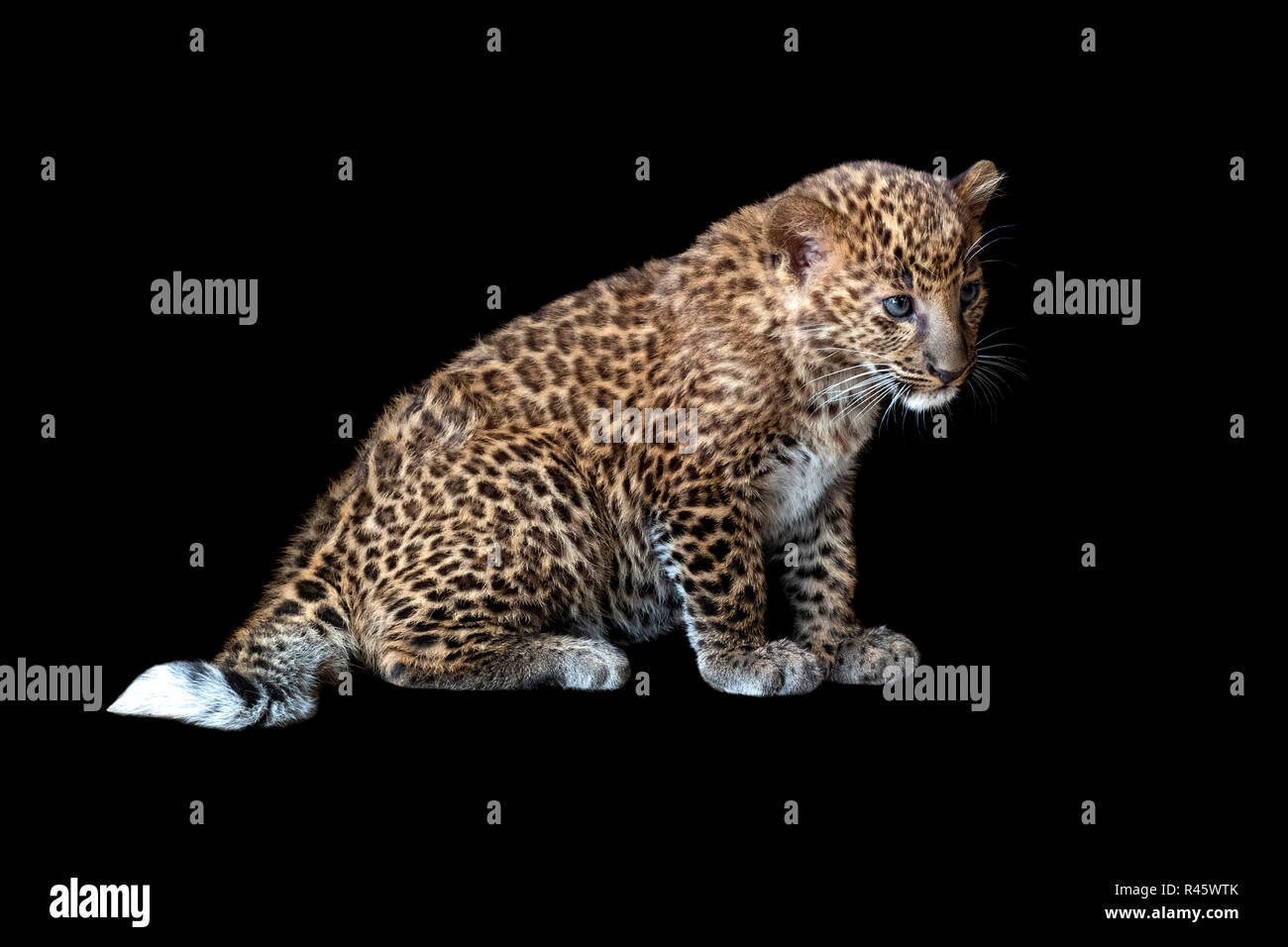 Black leopard cub hi-res stock photography and images - Alamy