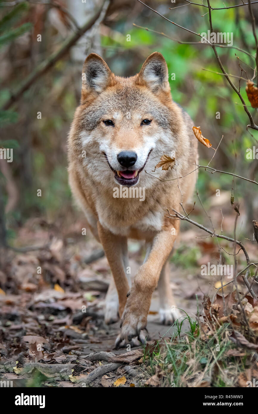 Timber wolve hi-res stock photography and images - Alamy
