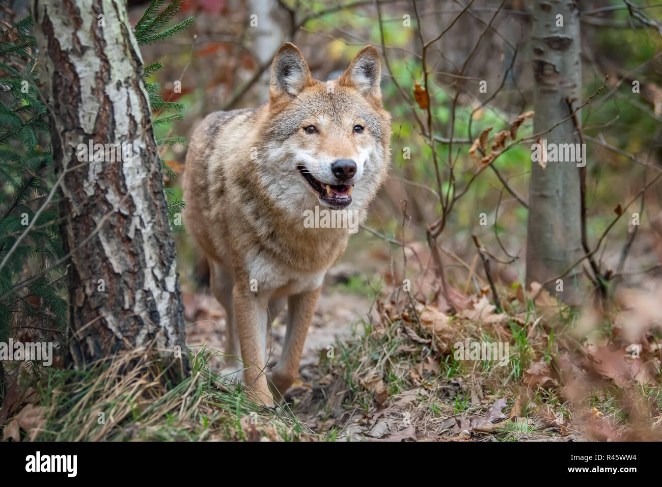 Timber wolf in autumn forest Stock Photo - Alamy