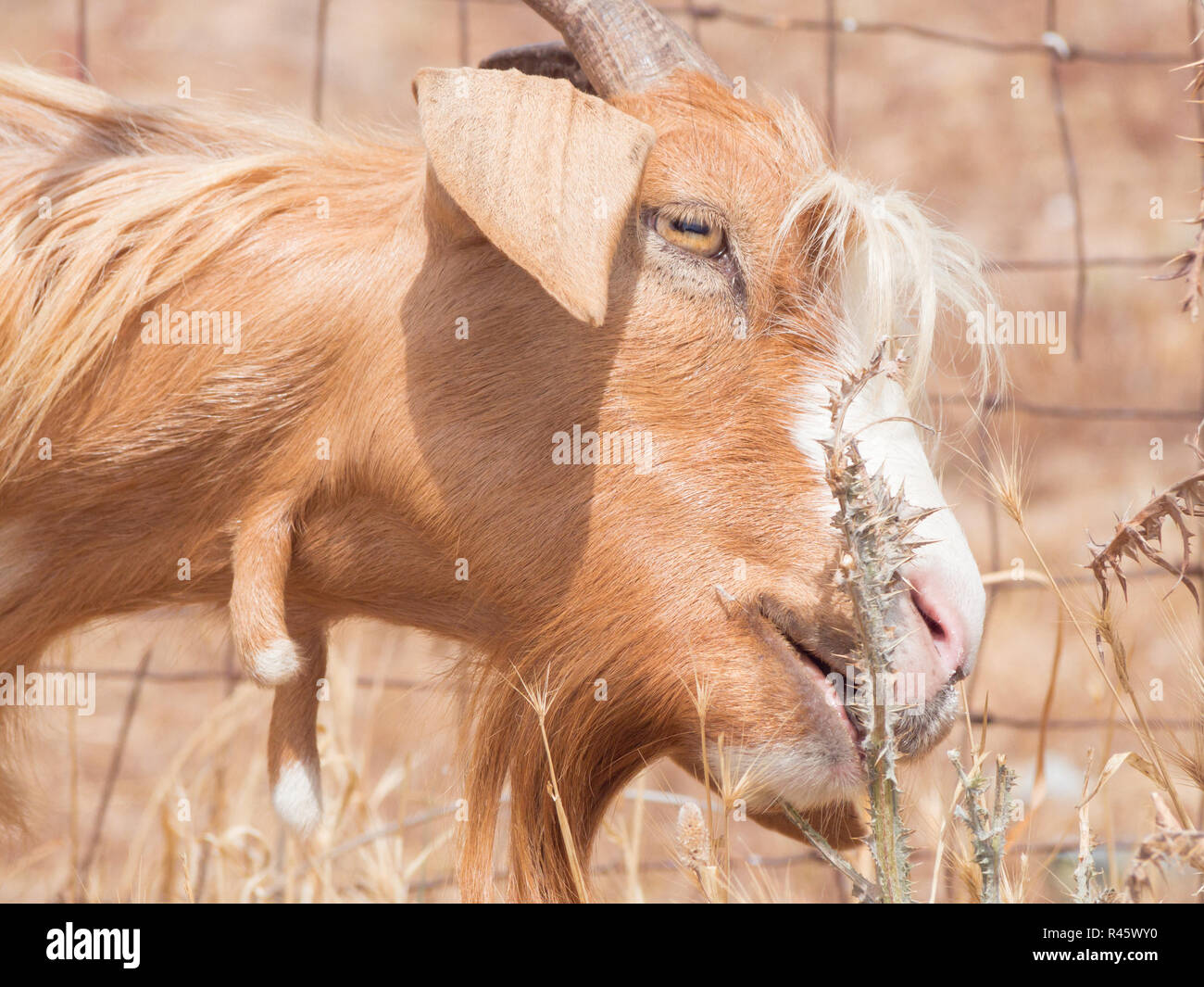 goat disheveled in campaign Stock Photo - Alamy