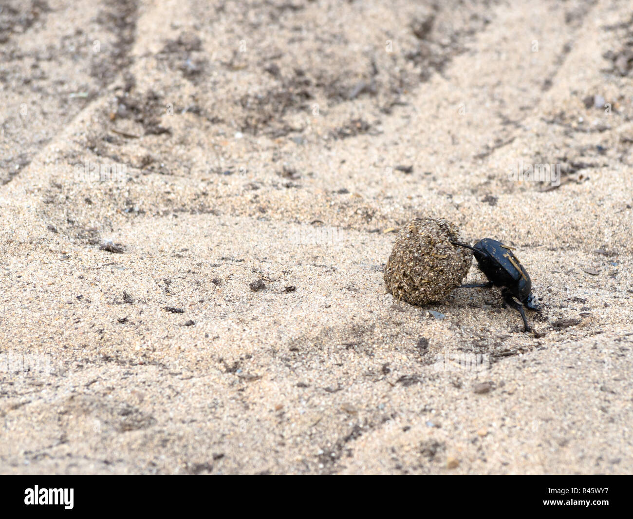 Dung beetle pushes his ball Stock Photo - Alamy