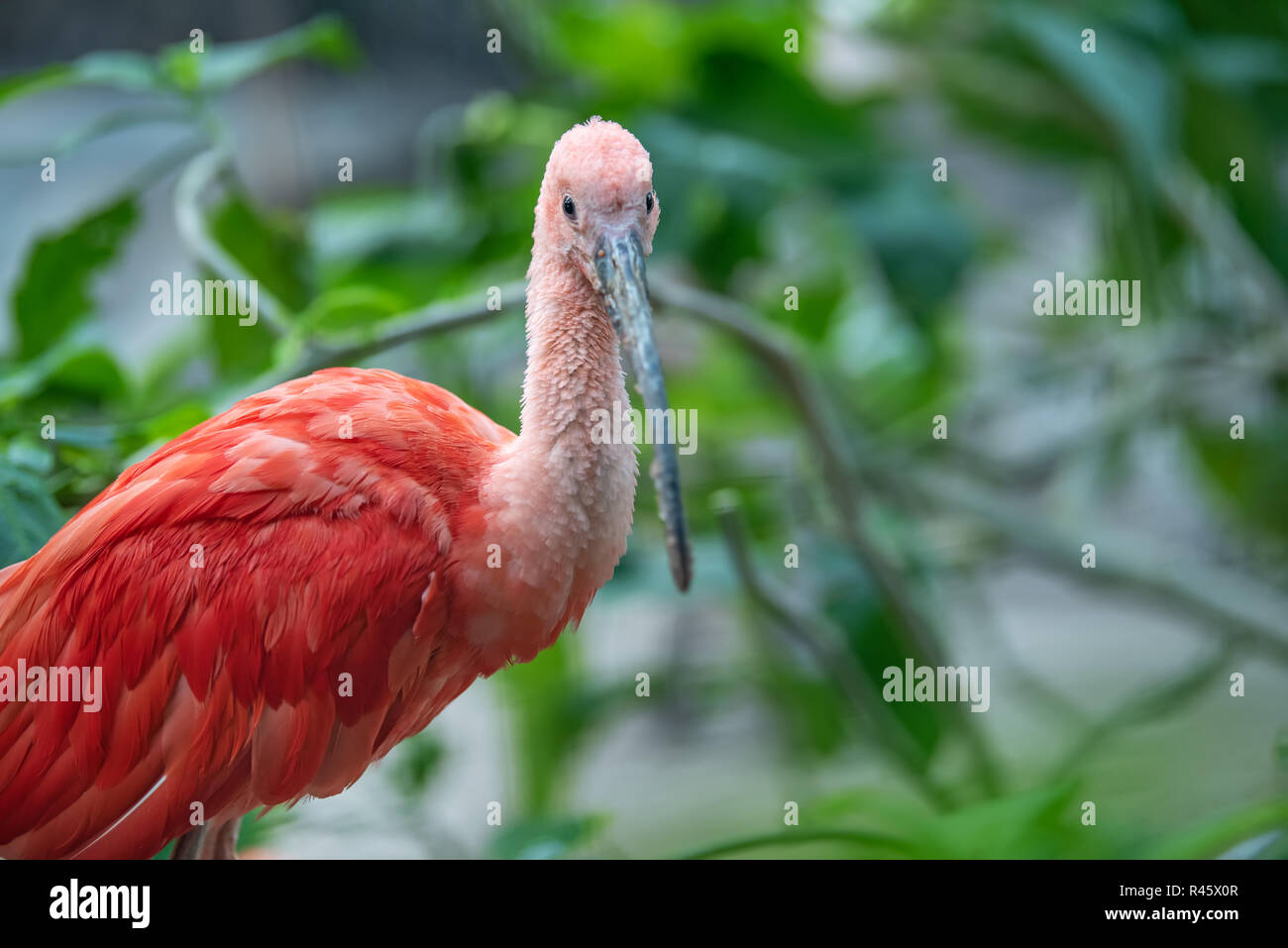 Scarlet ibis flying hi-res stock photography and images - Alamy
