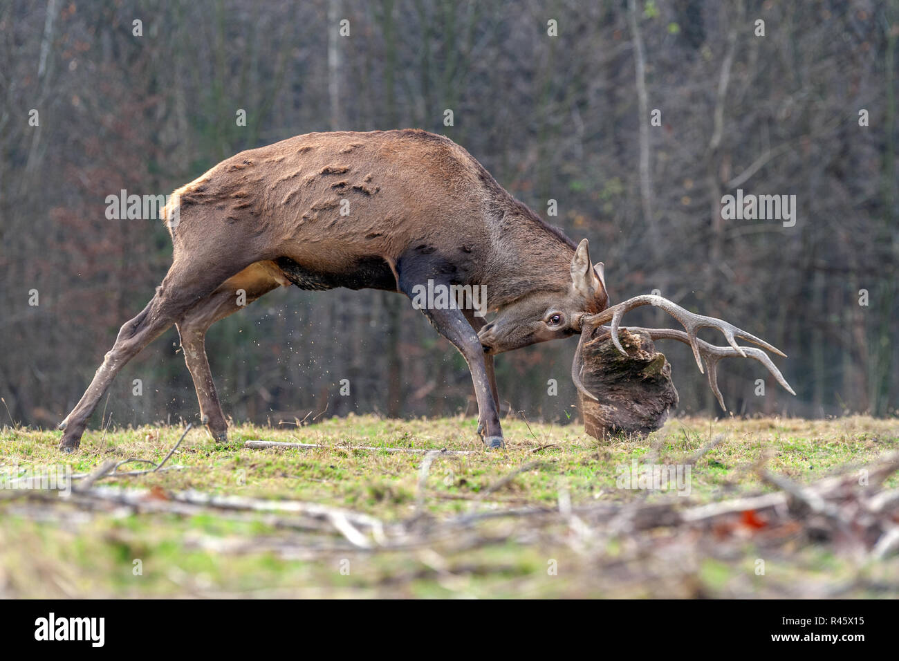 Roe deer fight the root of the tree in autumn forest Stock Photo - Alamy
