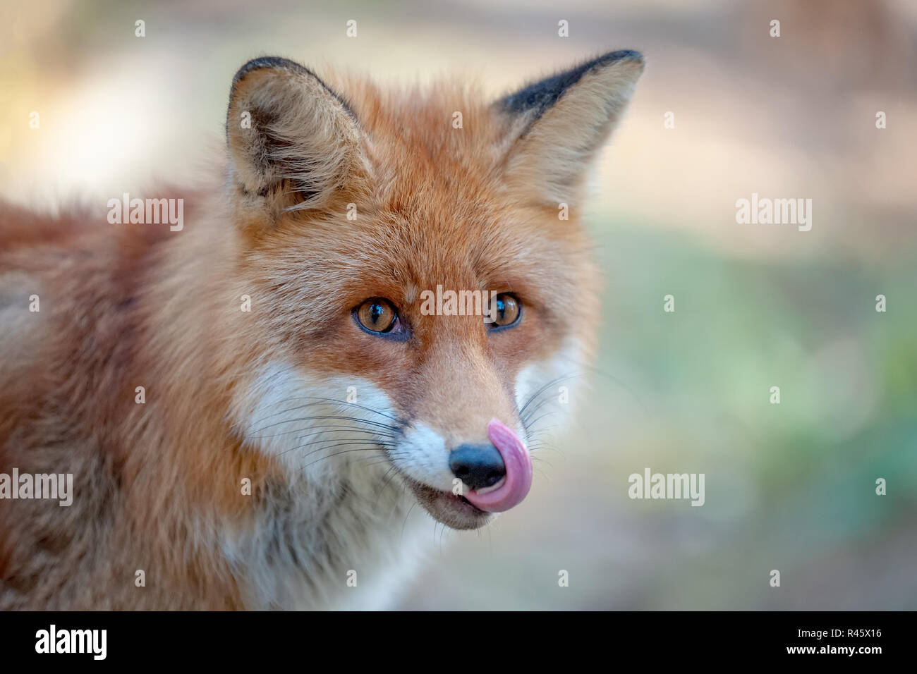 Red fox portrait hi-res stock photography and images - Alamy