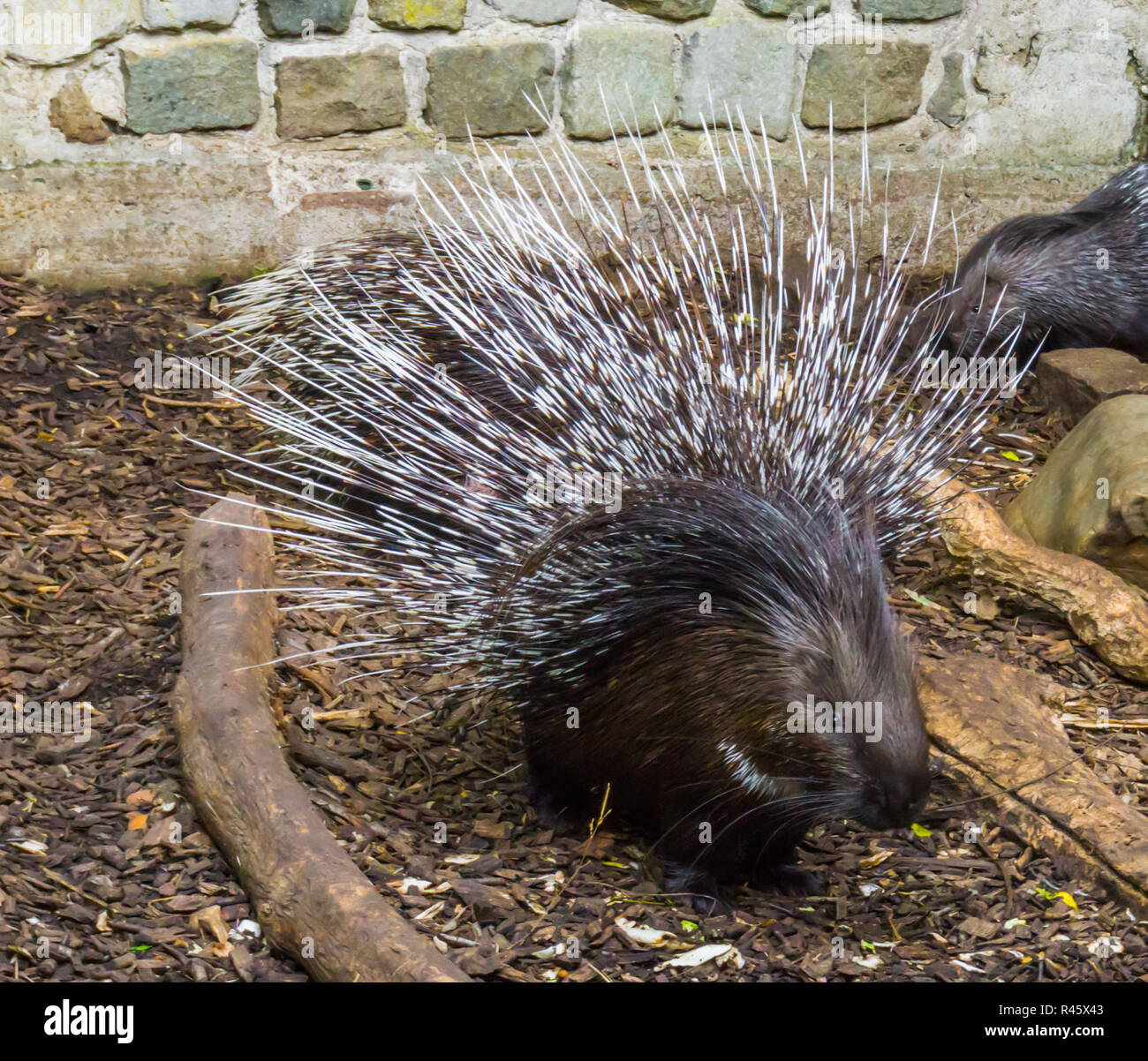 Crested porcupine raising and spreading its quills to defend its child ...