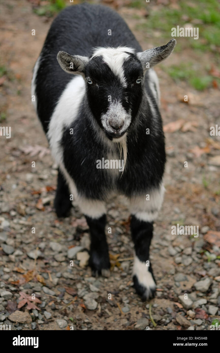 black and white Nigerian Dwarf pet goat Stock Photo - Alamy