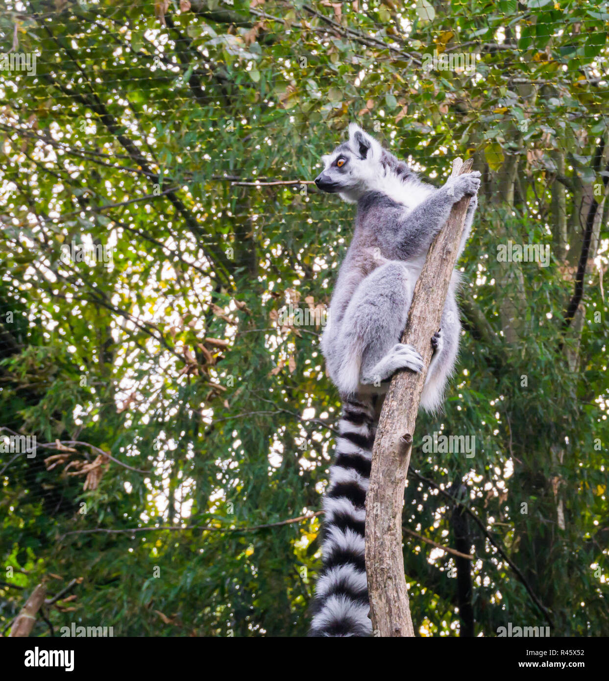 funny and cute ring tailed lemur monkey climbing in a tree branch and ...