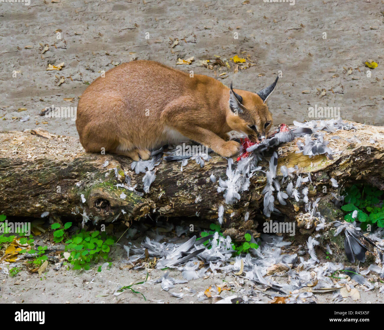 Asian caracal hi-res stock photography and images - Alamy