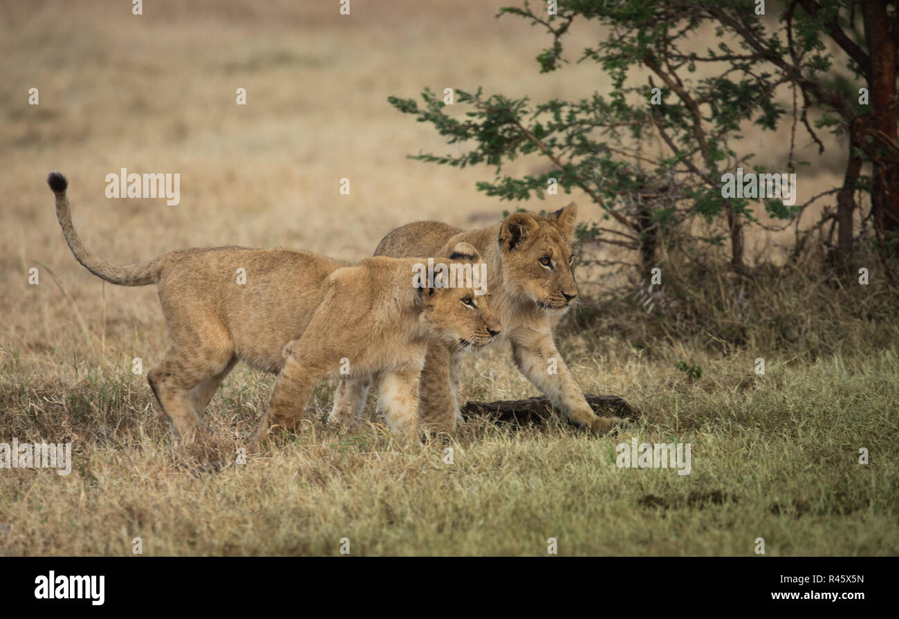 Two lion cubs Stock Photo - Alamy