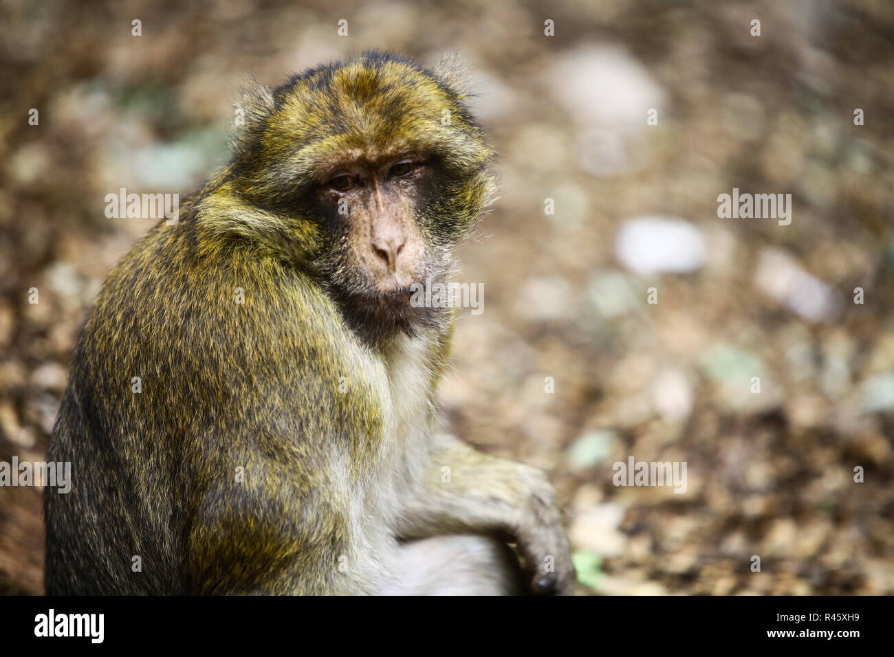 Macaque monkey in Morocco Stock Photo - Alamy