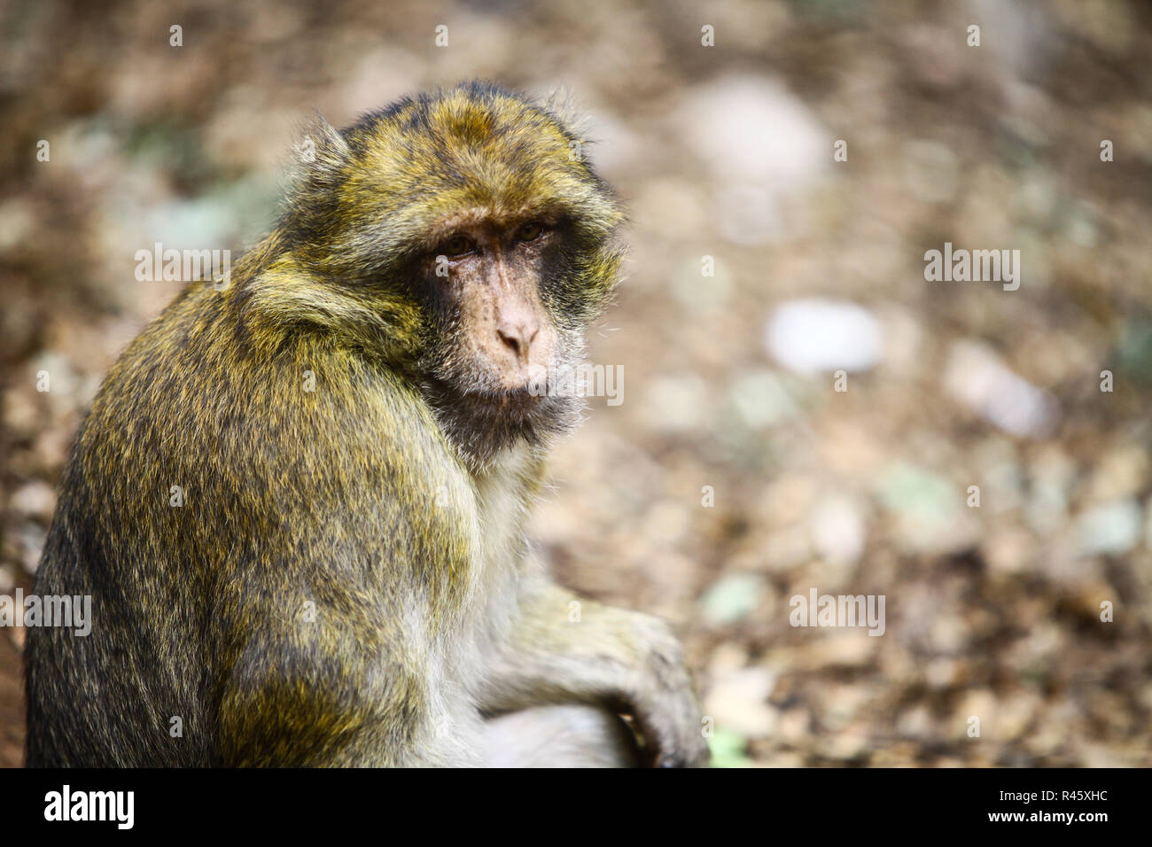 Macaque monkey in Morocco Stock Photo - Alamy