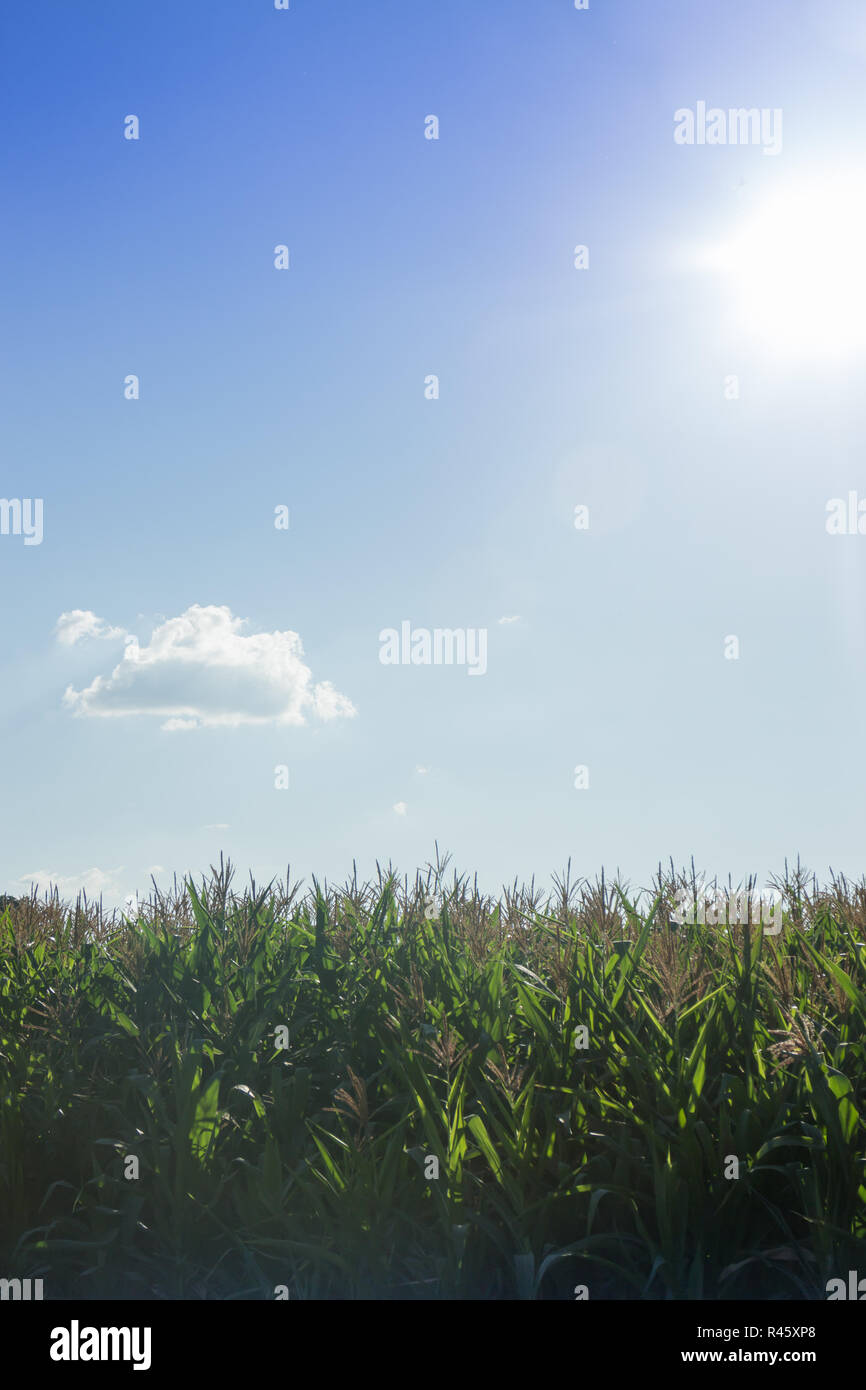 Corn field with blue sky Stock Photo - Alamy