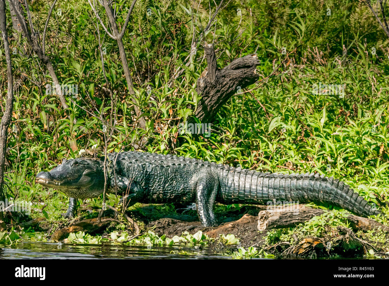 Large Alligator in the wetlands approaching the water Stock Photo - Alamy
