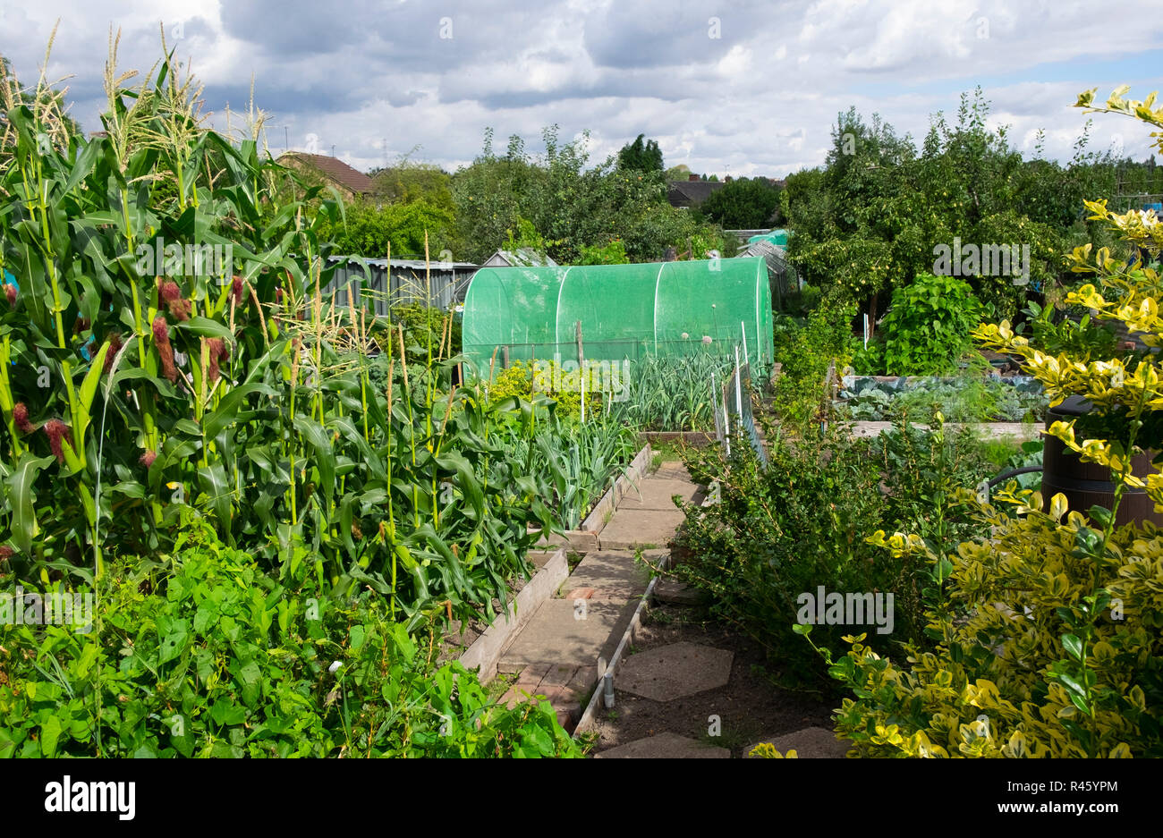 Polytunnel allotment hi-res stock photography and images - Alamy