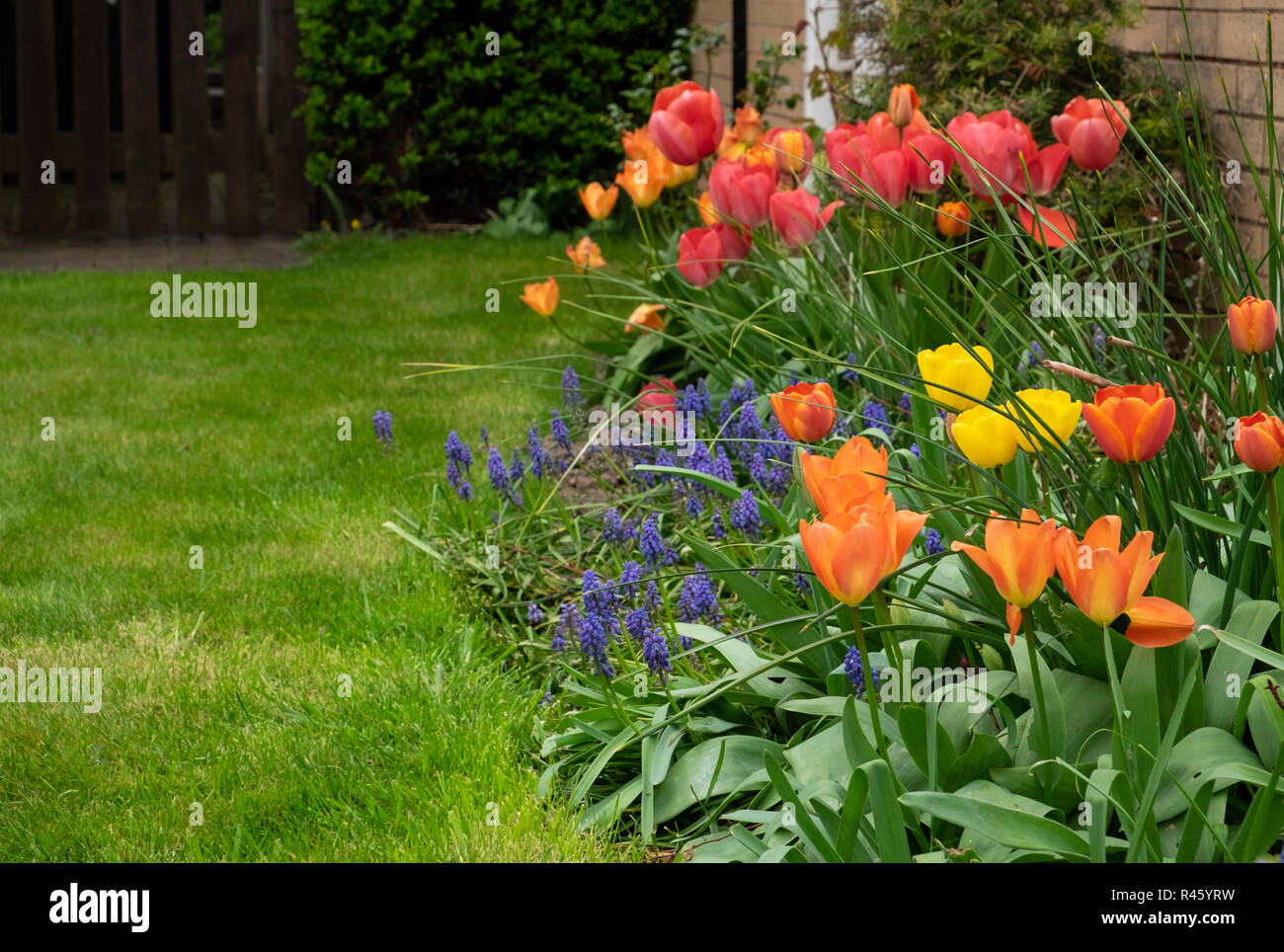 Tulips and grape muscari in a colorful spring border Stock Photo - Alamy