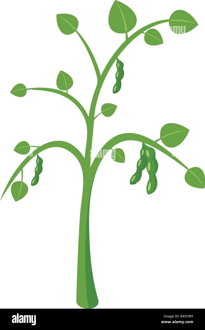 Peas plant icon. Flat illustration of peas plant vector icon for web ...