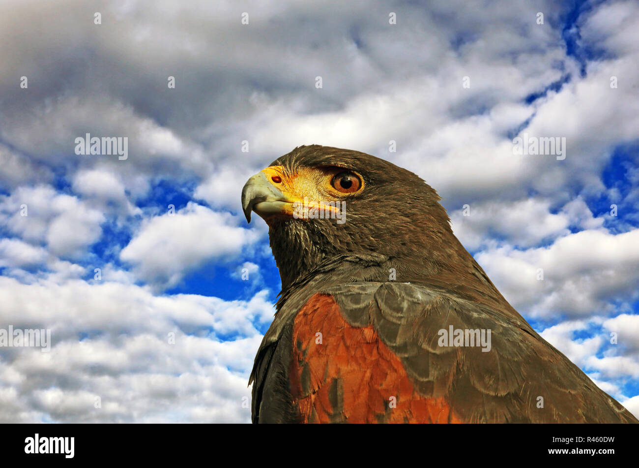 Vogelschnabel hi-res stock photography and images - Alamy