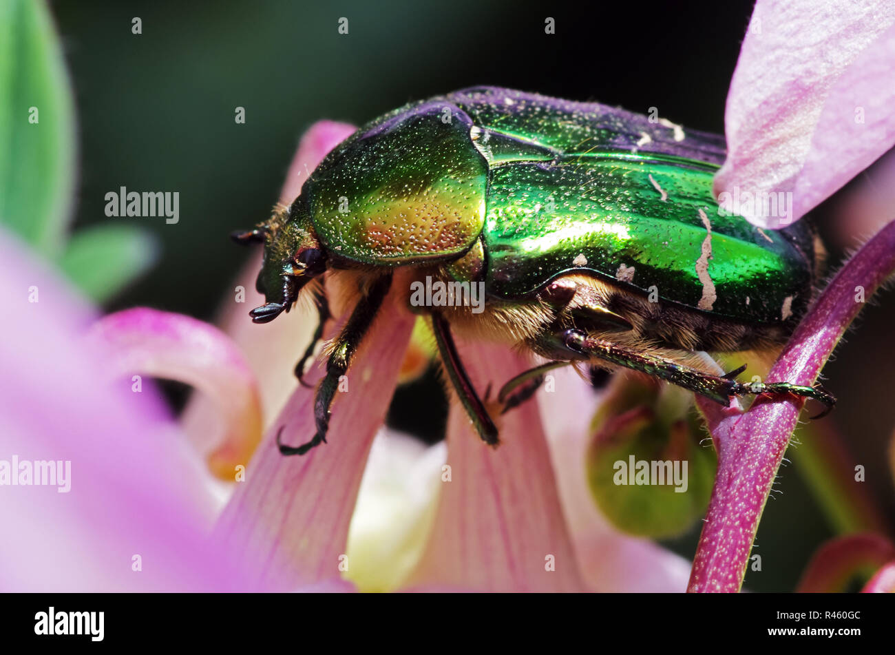 gold shiny rose beetle Stock Photo - Alamy