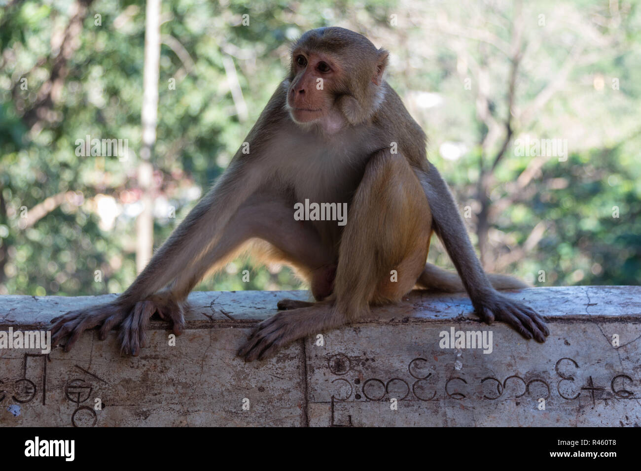 Myingyan hi-res stock photography and images - Alamy