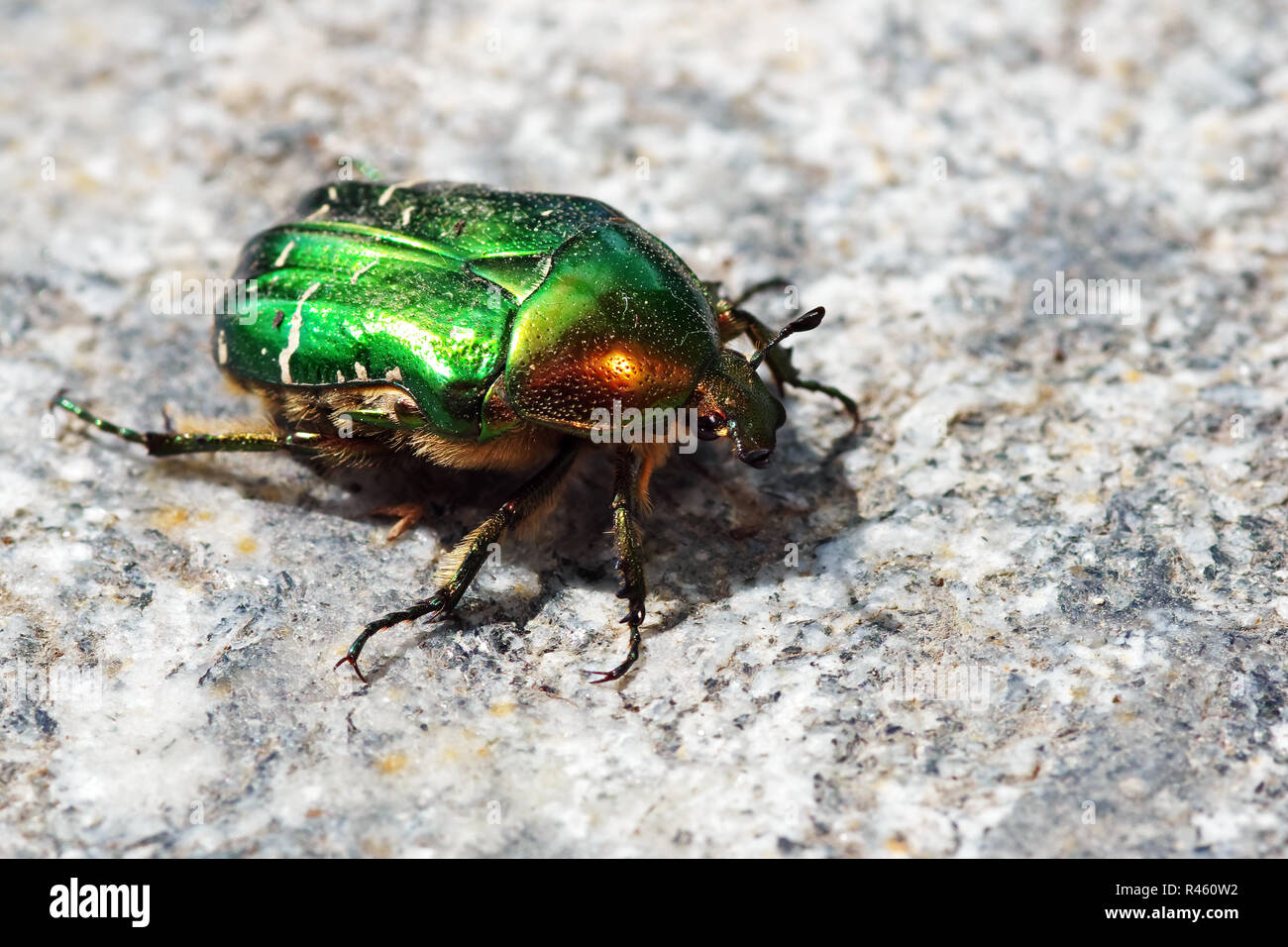 gold shiny rose beetle Stock Photo - Alamy