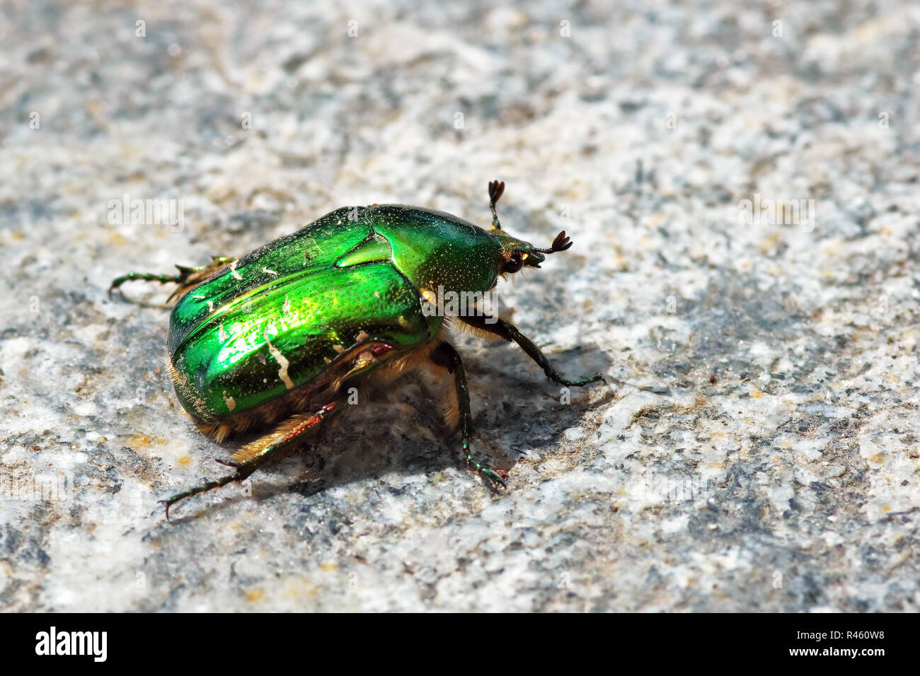 gold shiny rose beetle Stock Photo - Alamy