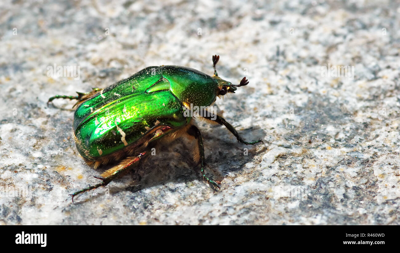 gold shiny rose beetle Stock Photo - Alamy