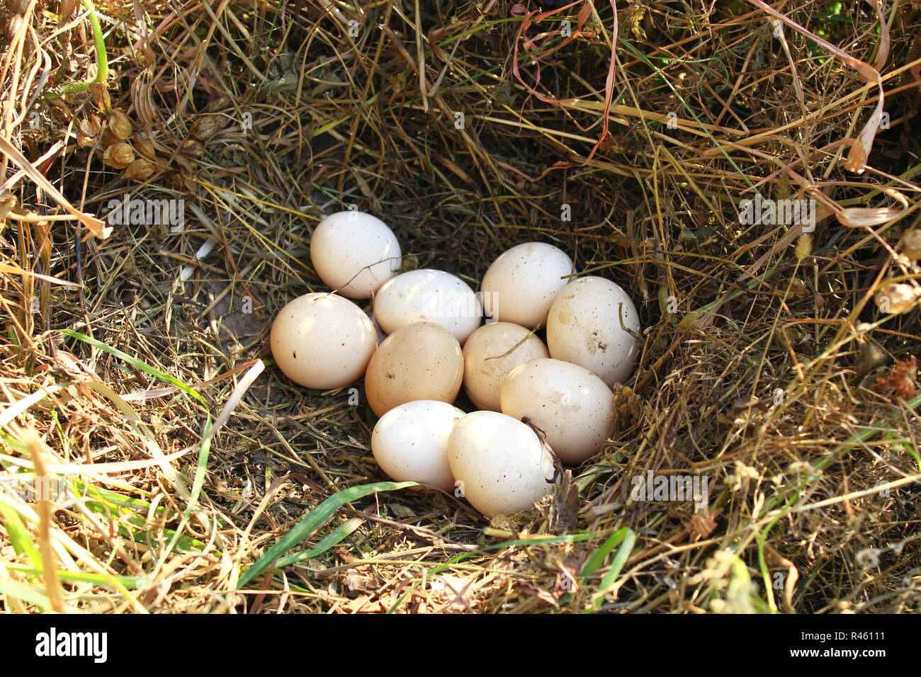 Nest of hen with ten eggs Stock Photo - Alamy