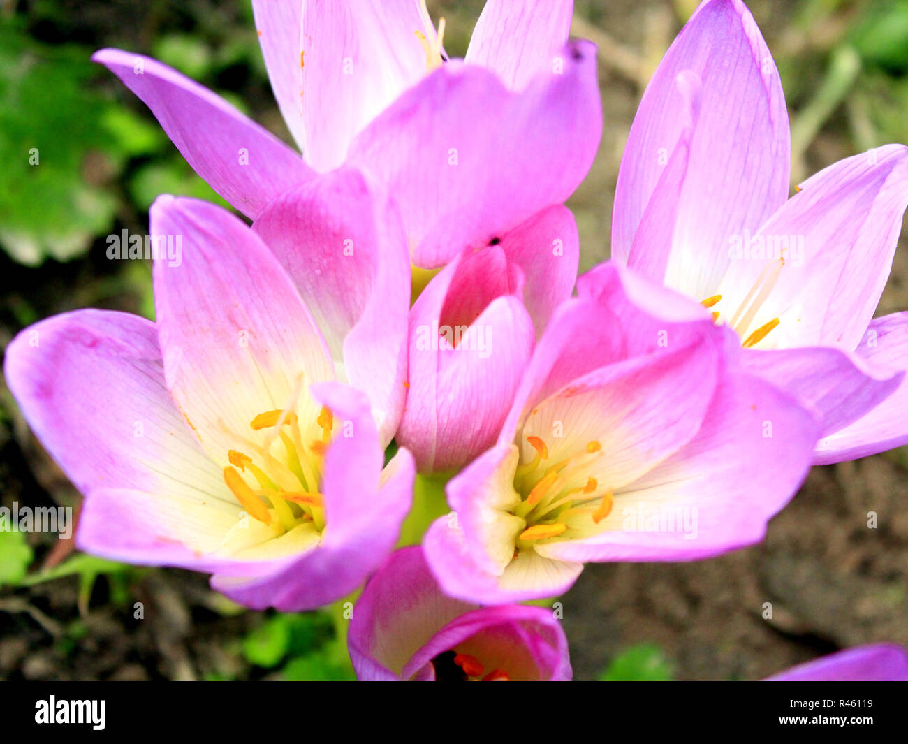 pink flowers of colchicum autumnale Stock Photo - Alamy