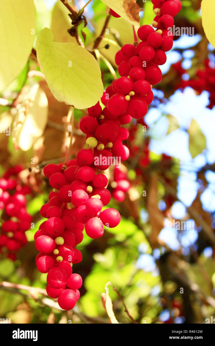 Fructus Schisandrae High Resolution Stock Photography and Images - Alamy