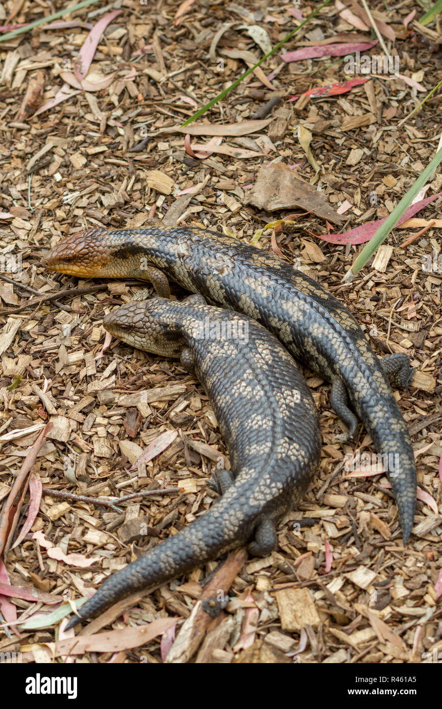 Tasmanian blue-tongued lizards Stock Photo - Alamy