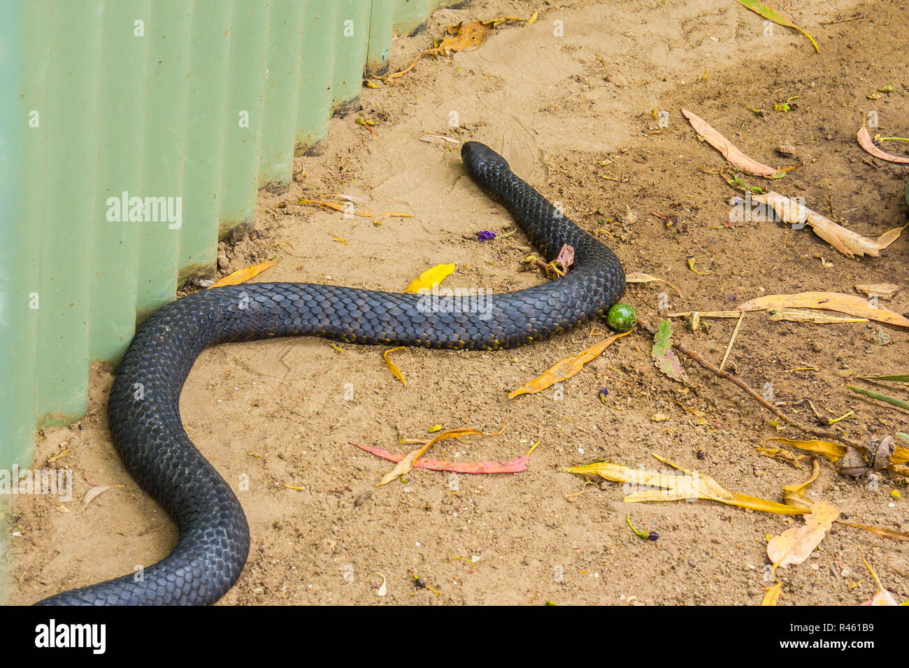 black and yellow coloured Tasmanian tiger snake near a garden shed ...