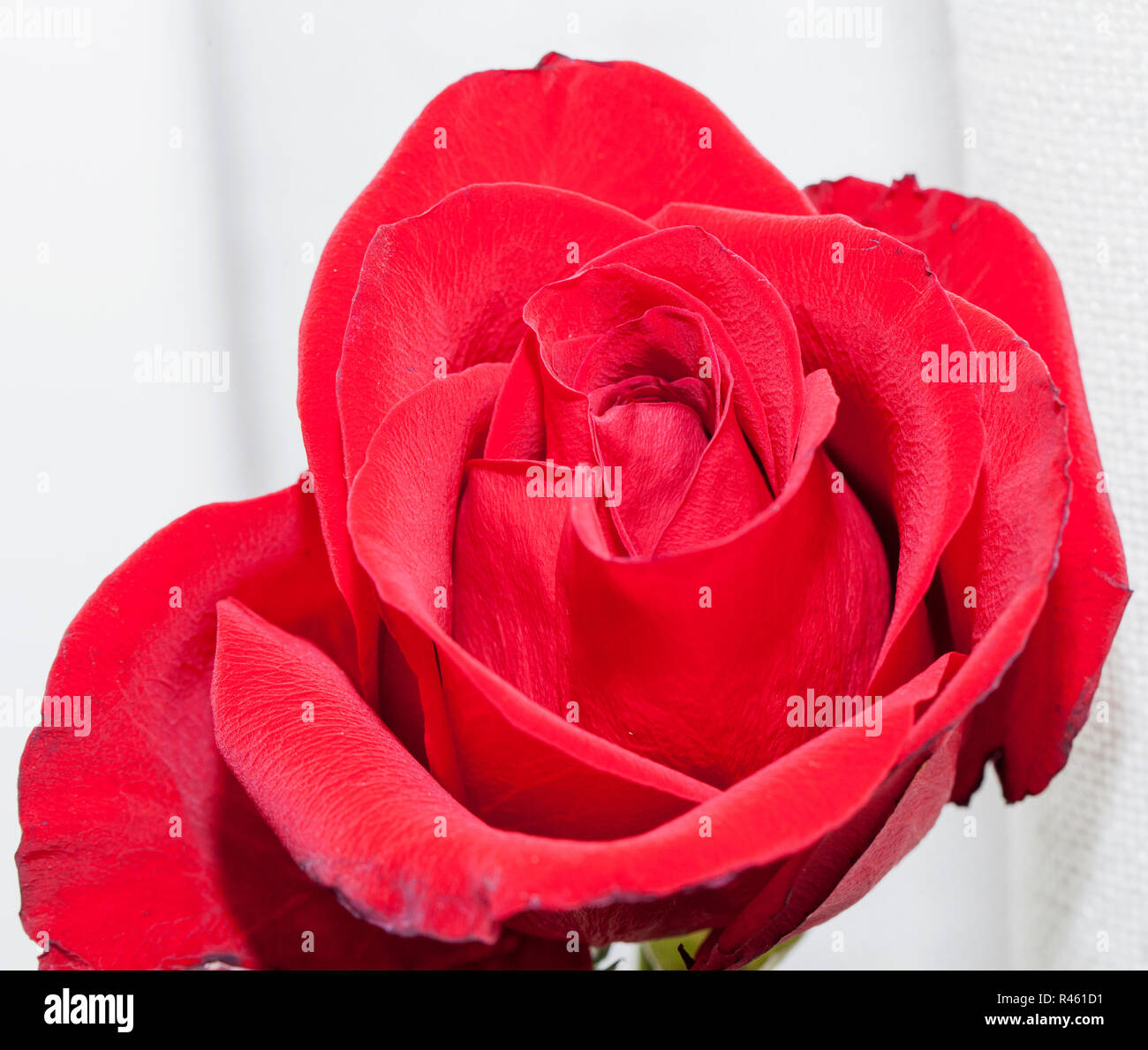 Red Rose over white Stock Photo - Alamy