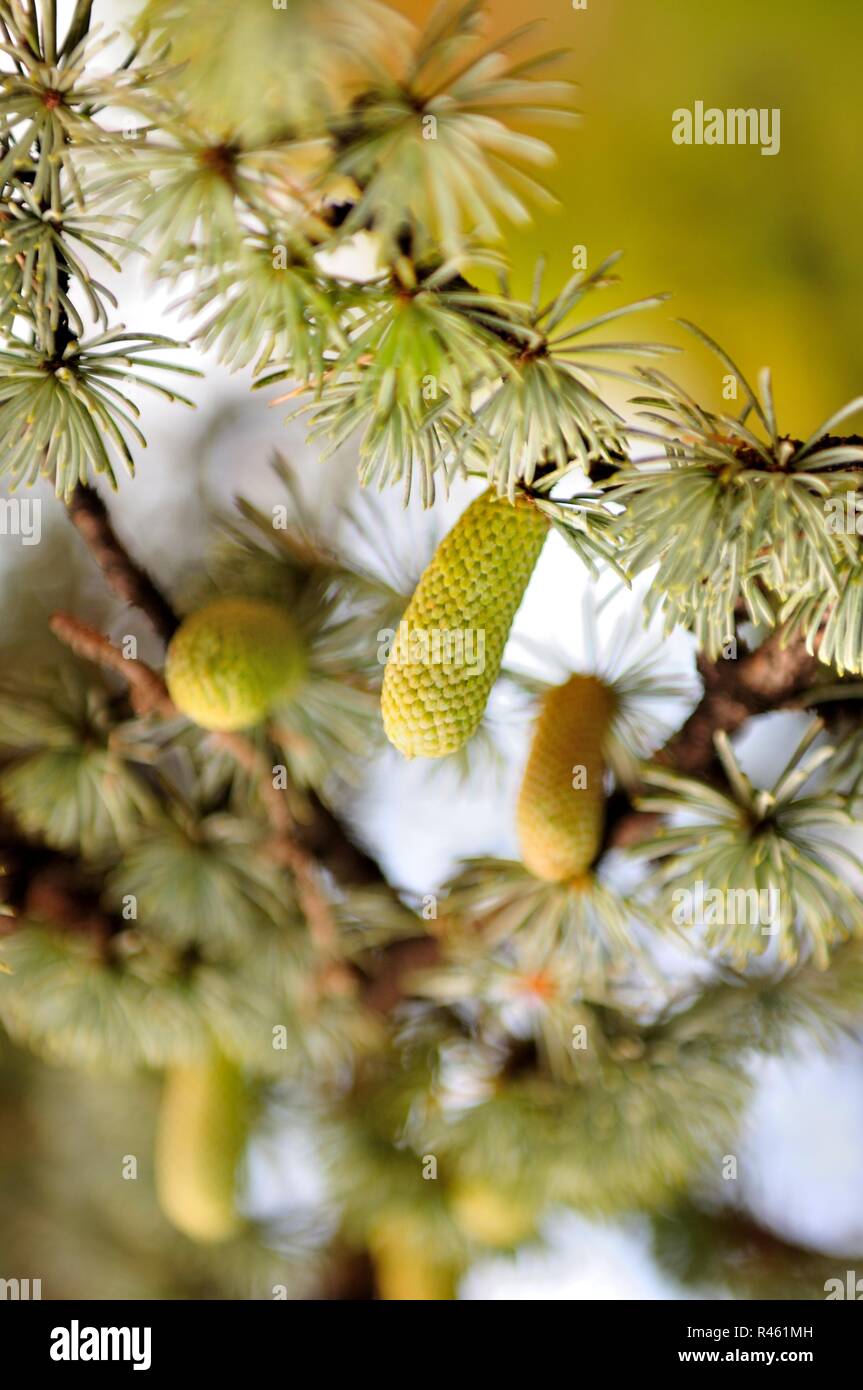 Larix europa hi-res stock photography and images - Alamy