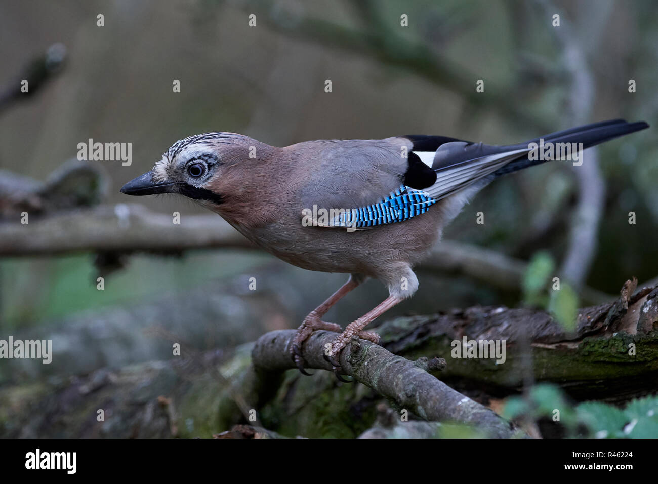 Eurasian jay in its natural habitat in Denmark Stock Photo - Alamy
