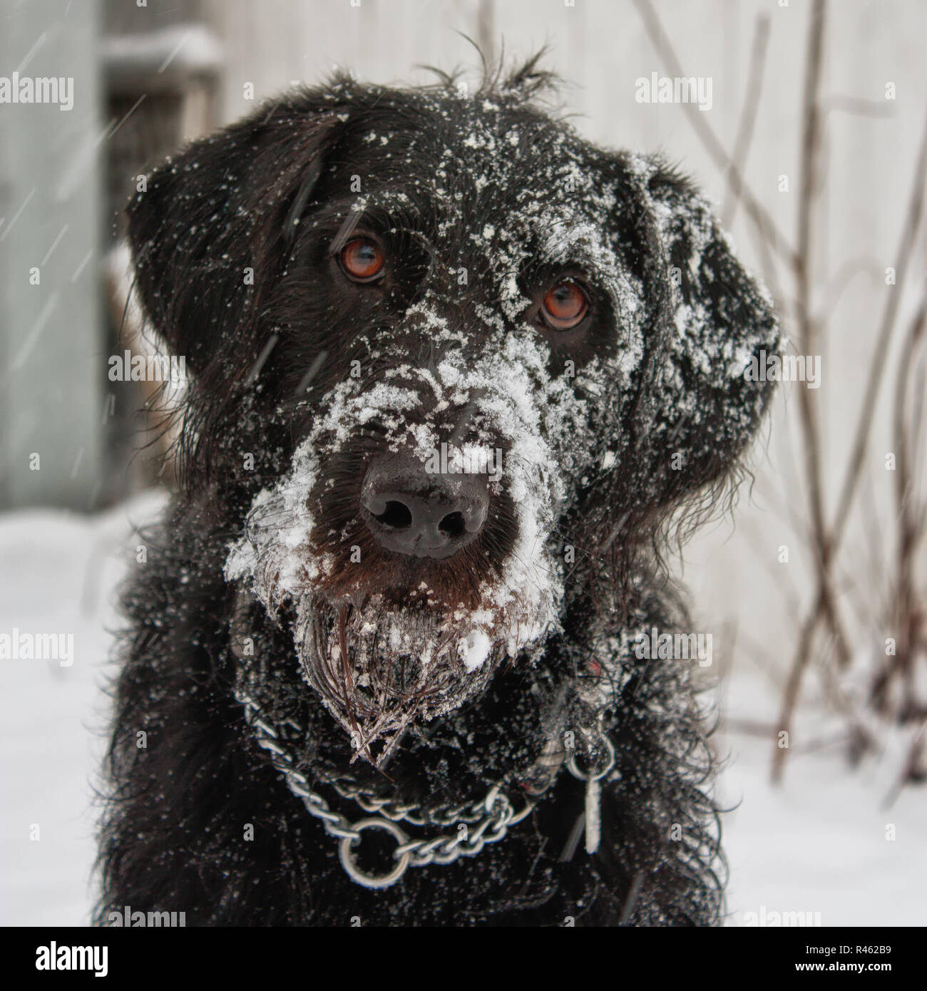 Labradoodle Covered in Snow Stock Photo - Alamy
