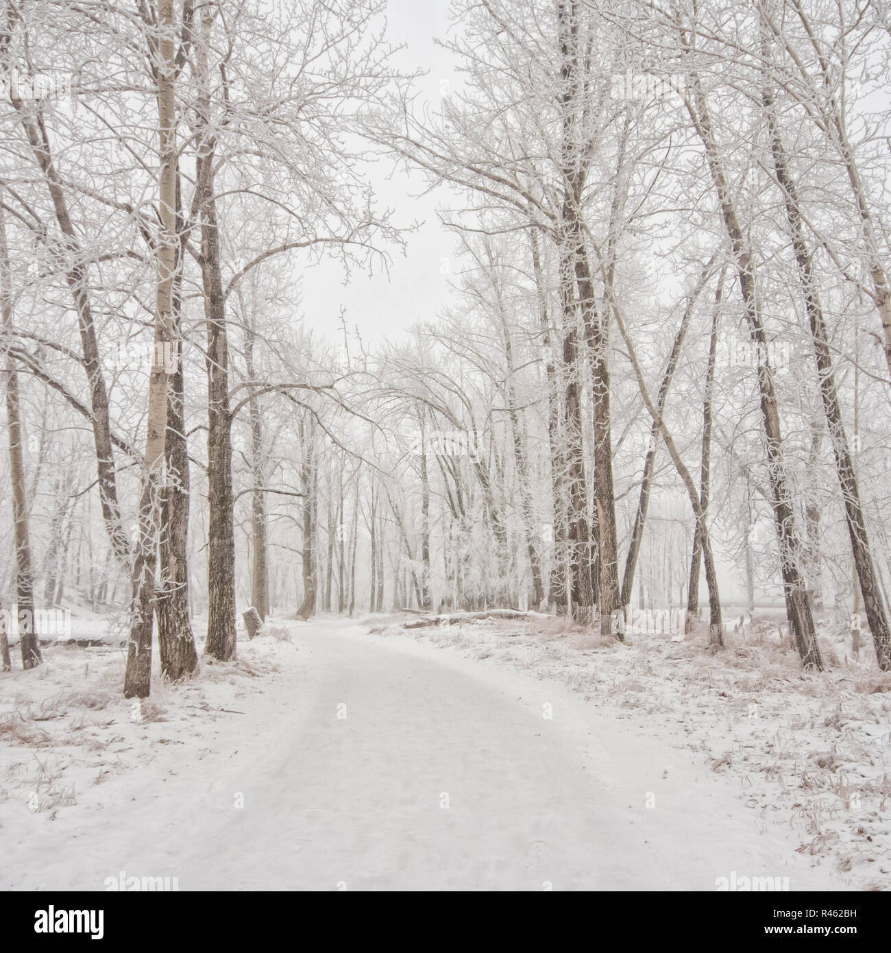 Snow Covered Winter Pathway Stock Photo - Alamy