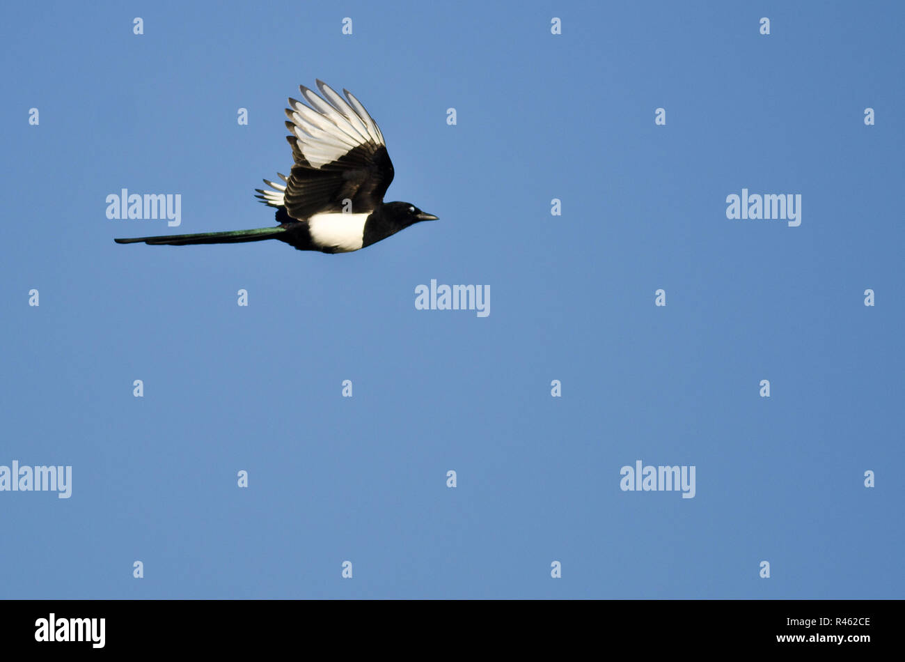 Black billed magpie in flight hi-res stock photography and images - Alamy