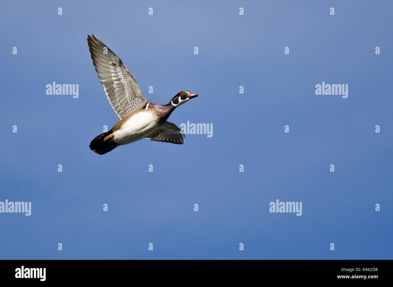 Male Wood Duck Flying in a Blue Sky Stock Photo - Alamy