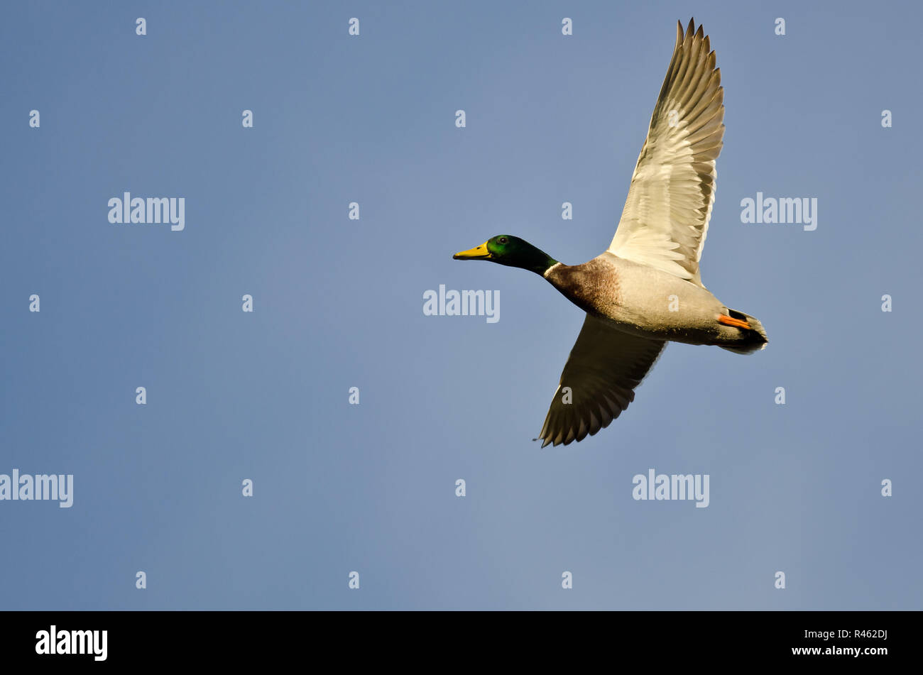 Male mallard flies hi-res stock photography and images - Alamy