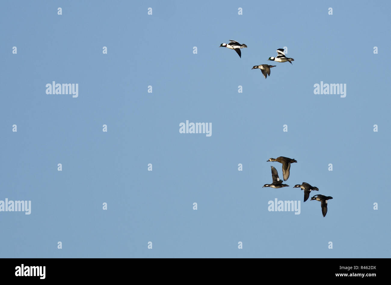 Flock of Bufflehead Ducks Flying in a Blue Sky Stock Photo - Alamy