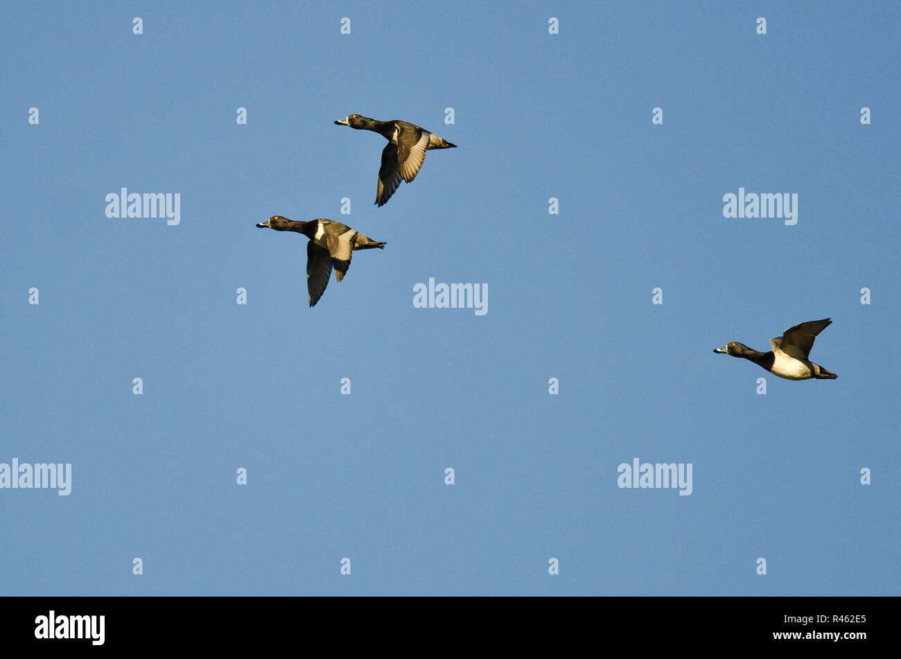 Flying ring necked duck hi-res stock photography and images - Alamy