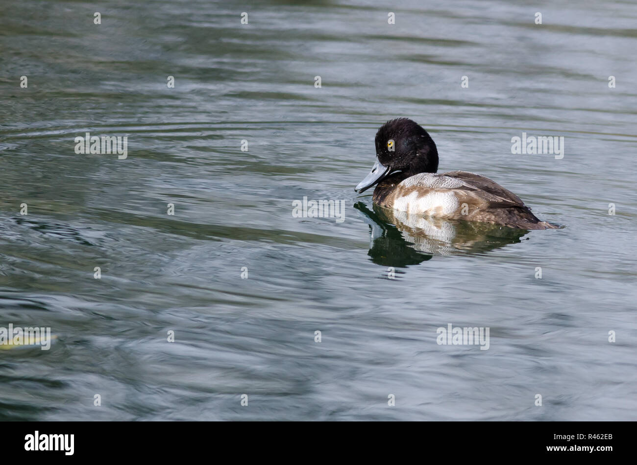 Black scaup hi-res stock photography and images - Alamy