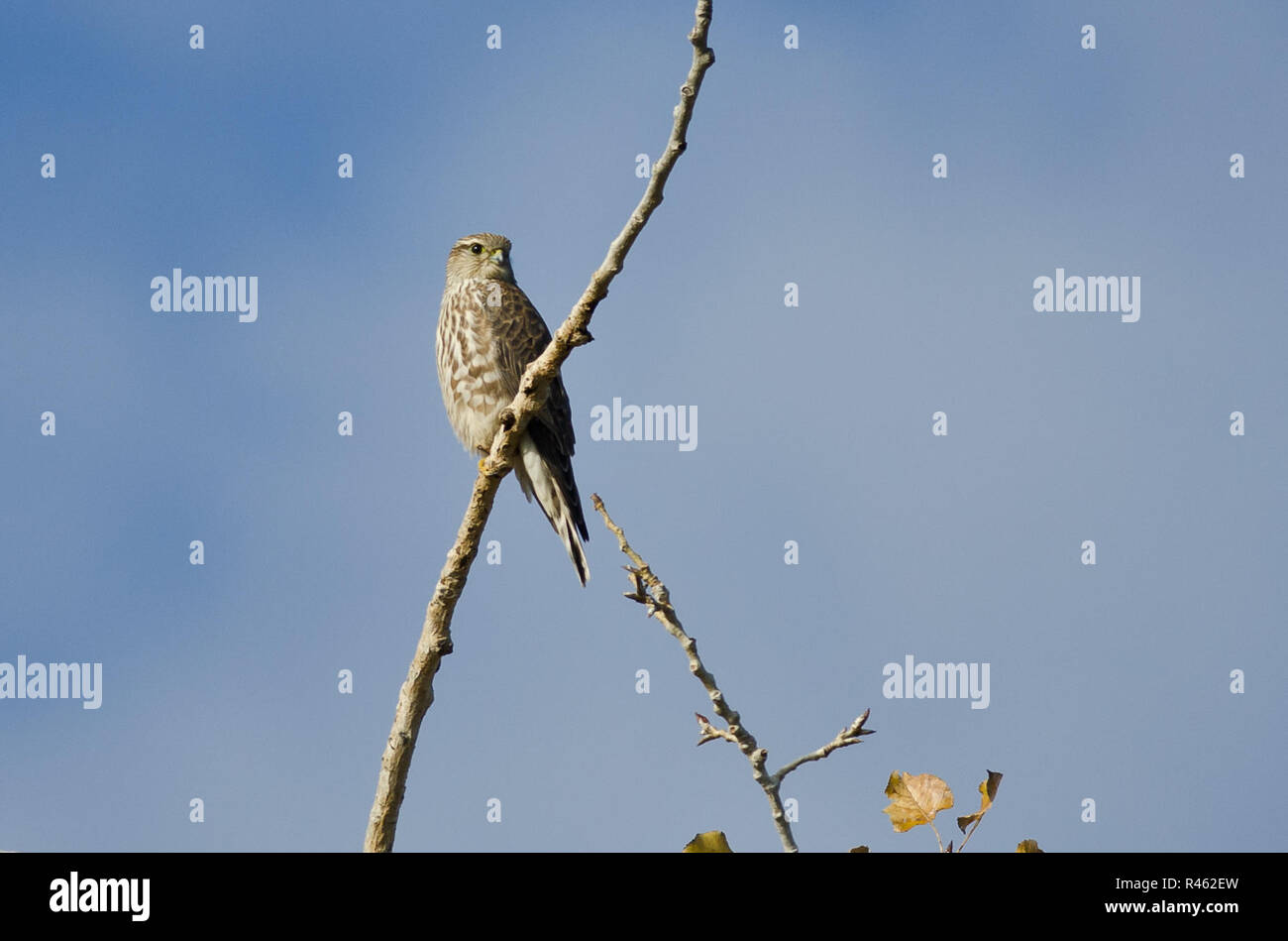 Merlin falcon in tree hi-res stock photography and images - Alamy