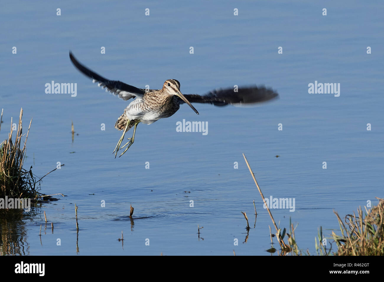 Common snipe in its natural habitat in Denmark Stock Photo - Alamy