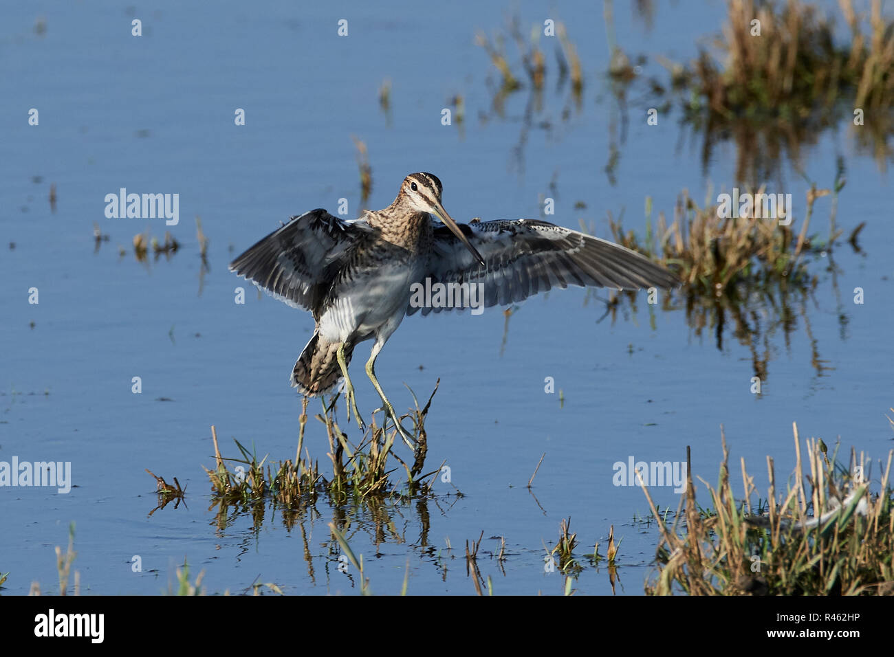Common snipe in its natural habitat in Denmark Stock Photo - Alamy