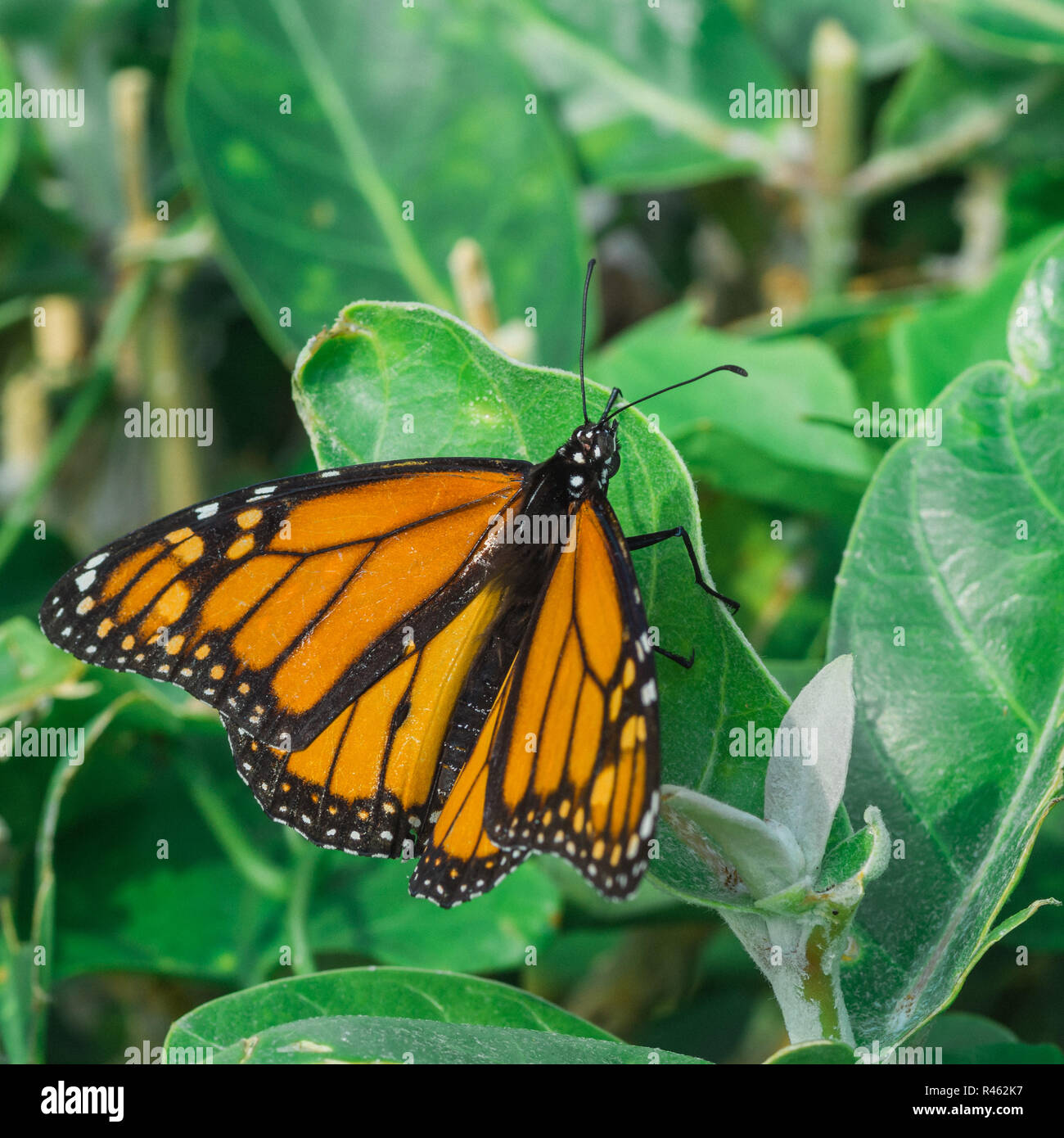 Monarch Butterfly on Leaf Stock Photo - Alamy