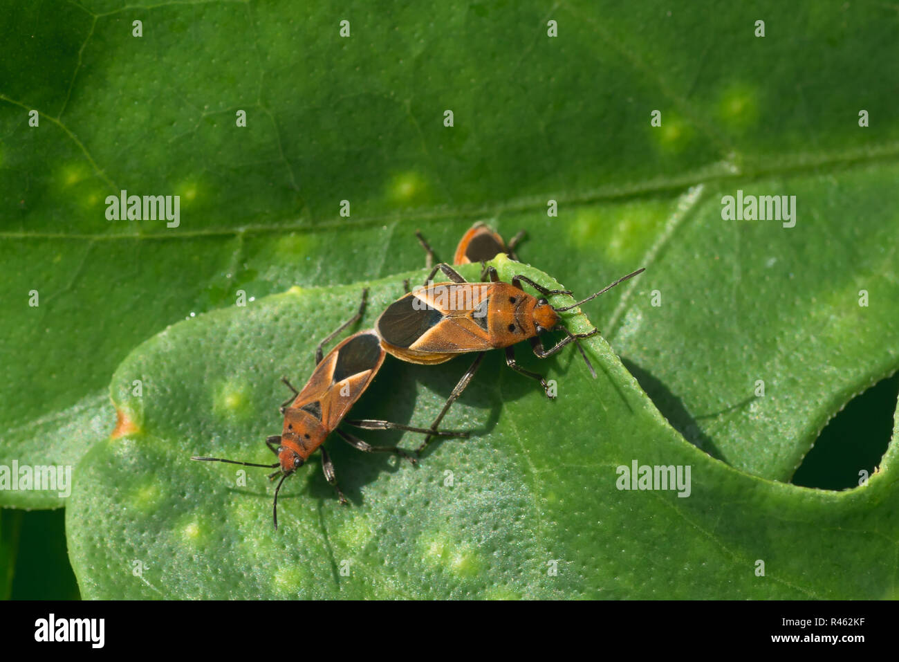 Mating Milkweed Bugs Stock Photo - Alamy