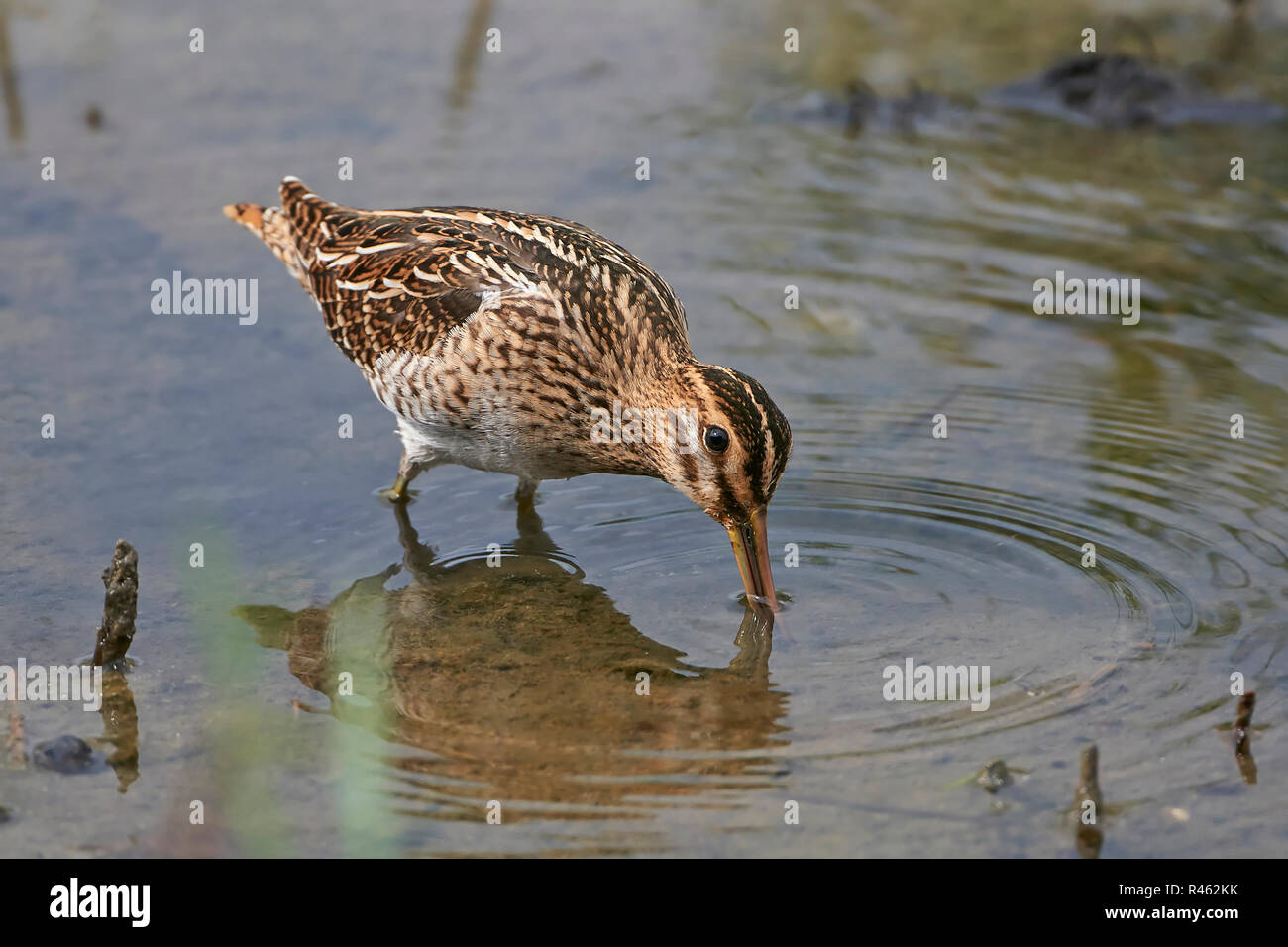 Common snipe looking for food in its natural habitat Stock Photo - Alamy